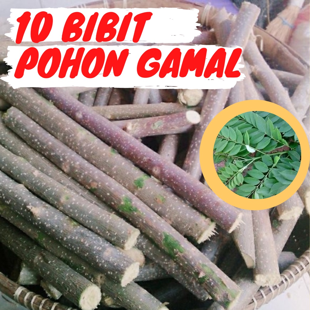 Jual Bibit Pohon Gamal Untuk Rambat Vanili Lada Cutting Stek Batang ...