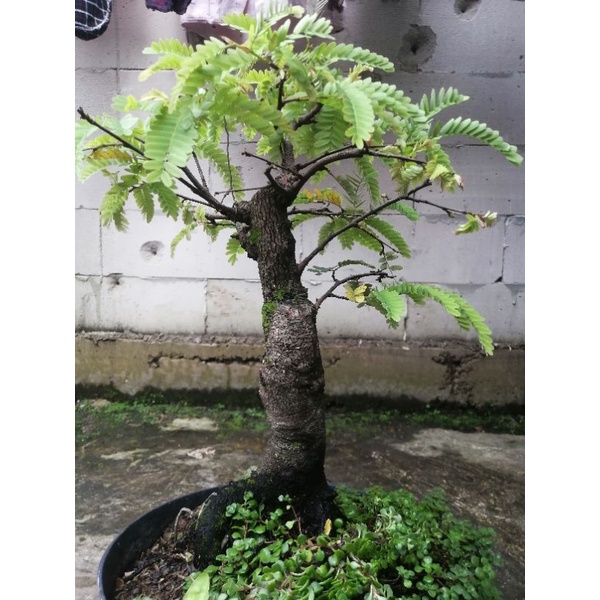 Jual bonsai asem jawa tamarindus indica real pic | Shopee Indonesia