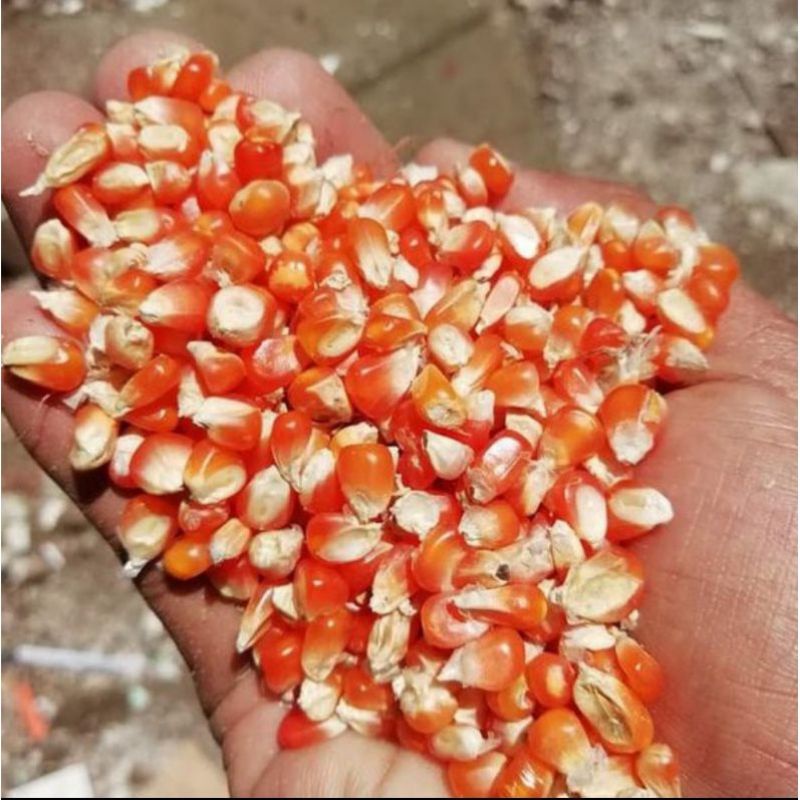 Jual JAGUNG KRISTAL 1KG PILIHAN BEBAS KUTU PAKAN MAKANAN BURUNG MERPATI ...