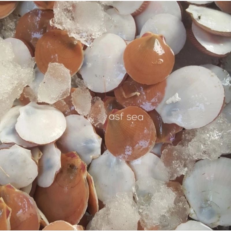 Jual Kerang Simping / Scallop utuh | Shopee Indonesia