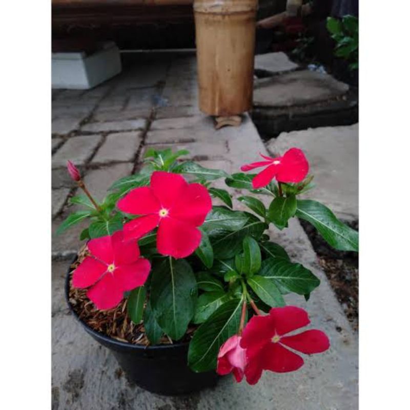 Jual bunga vinca , pohon bunga vinca , bunga vinca hidup , bunga vinca ...