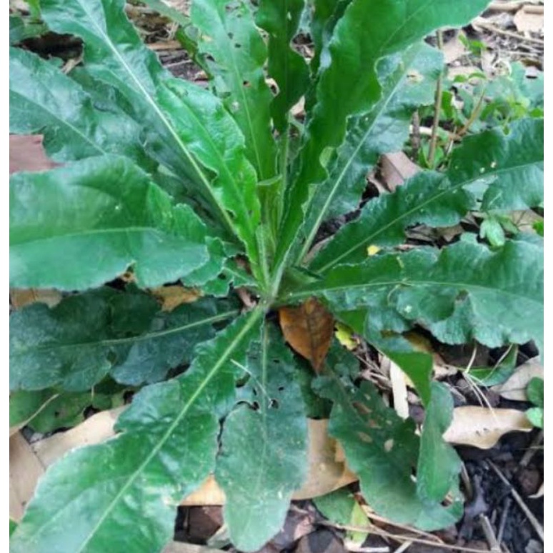 Jual Akar batang daun tapak liman segar 150 gram | Shopee Indonesia
