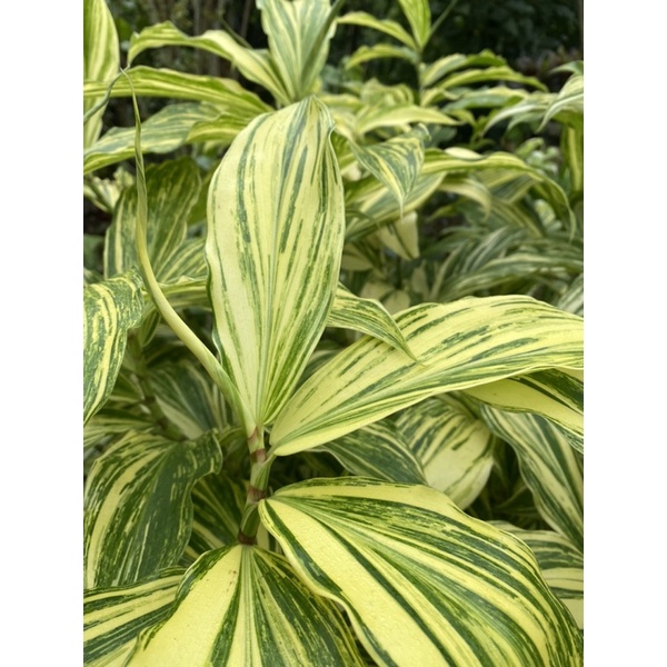 Jual Pacing Varigata | Shopee Indonesia