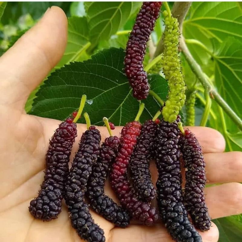 Jual Bibit Tanaman Long Murbey Super Manis Dan Genjah Bisa Berbuah ...