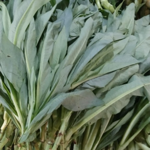 Jual Sayur Fumak Segar Fresh Kumak Kumek Makanan Kura Darat Sulcata ...