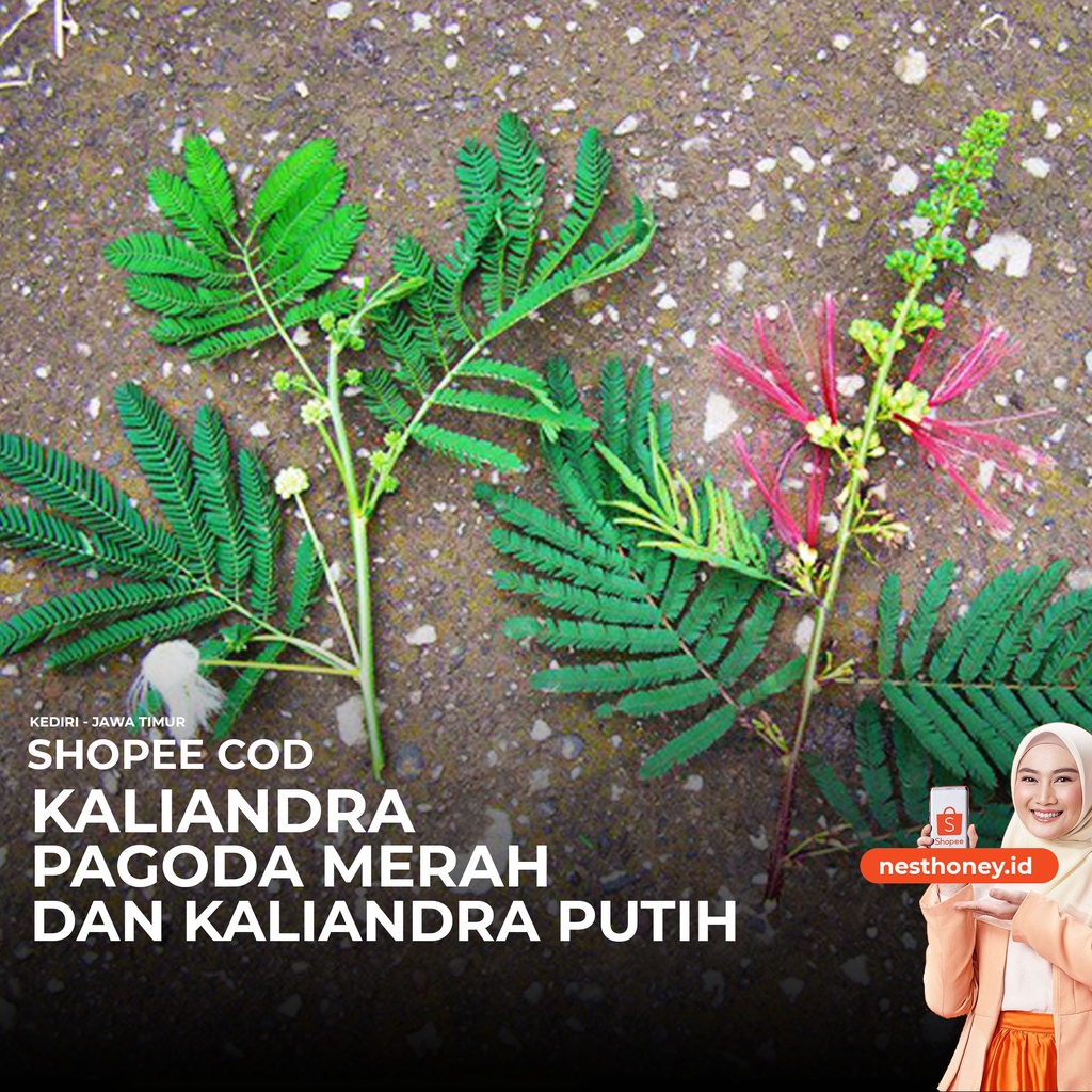 Jual 1 Plastik Biji Bunga Kaliandra Vegetasi Lebah Klanceng (Pagoda ...