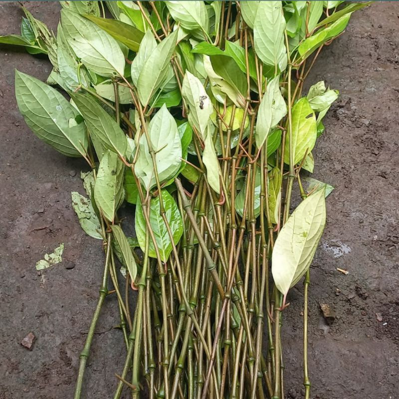 Jual STEK MELADA / BIBIT MELADA ISI 50 btg (cek deksripsi) | Shopee ...