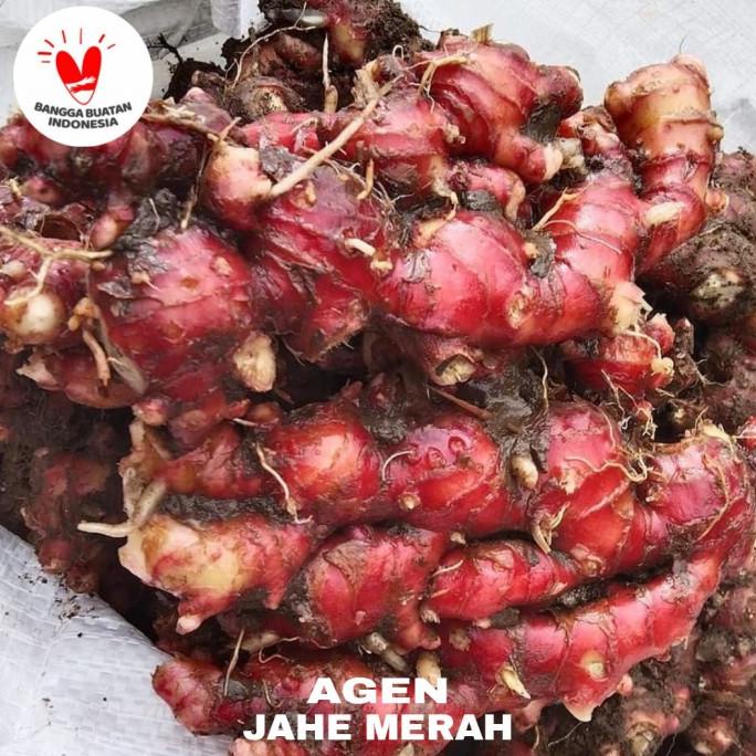 Jual Jahe Merah Fresh 1kg / Jahe Merah Medan Super Segar 1 kg | Shopee ...