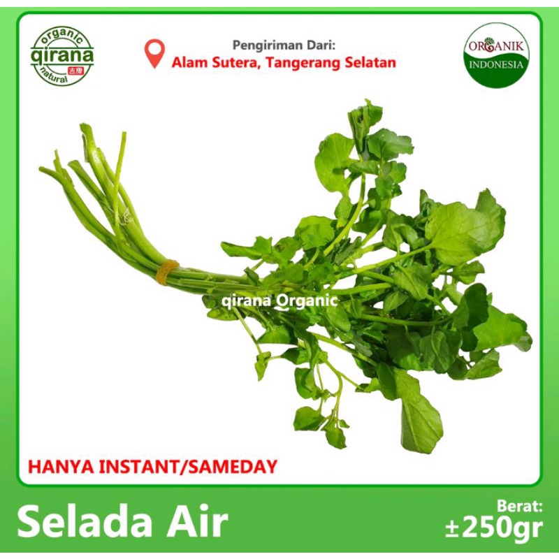 Jual Selada Air Organik 250g | Shopee Indonesia