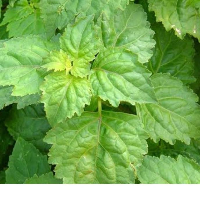 Jual Import Terbaik daun nilam atau daun dilem segar 500 gram ...