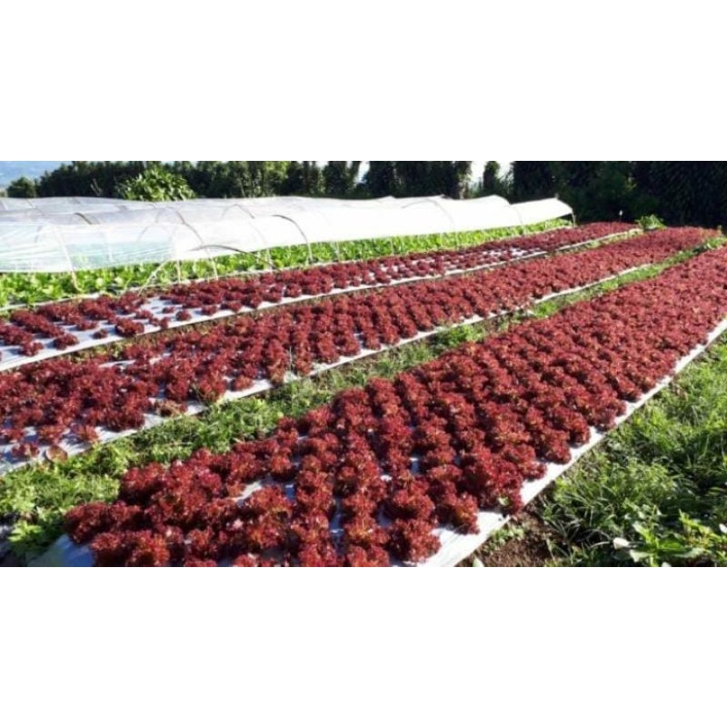 Jual Lettuce Lolorosa organik 500gr | Shopee Indonesia