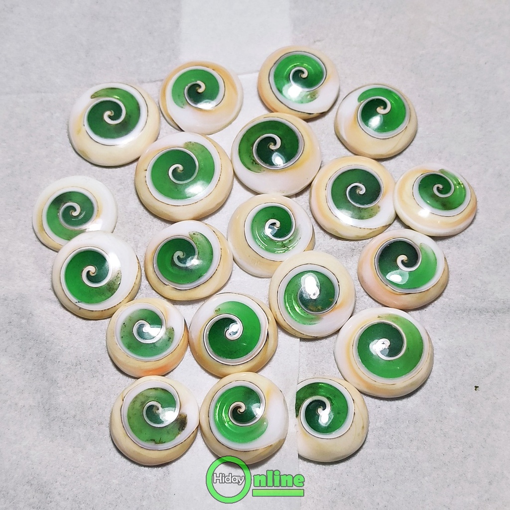 Jual BATU KEONG POSFOR PUSAR BUMI FOSFOR NYALA DALAM GELAP | Shopee ...