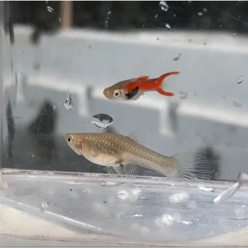 Jual Endler Red Scarlet | Shopee Indonesia