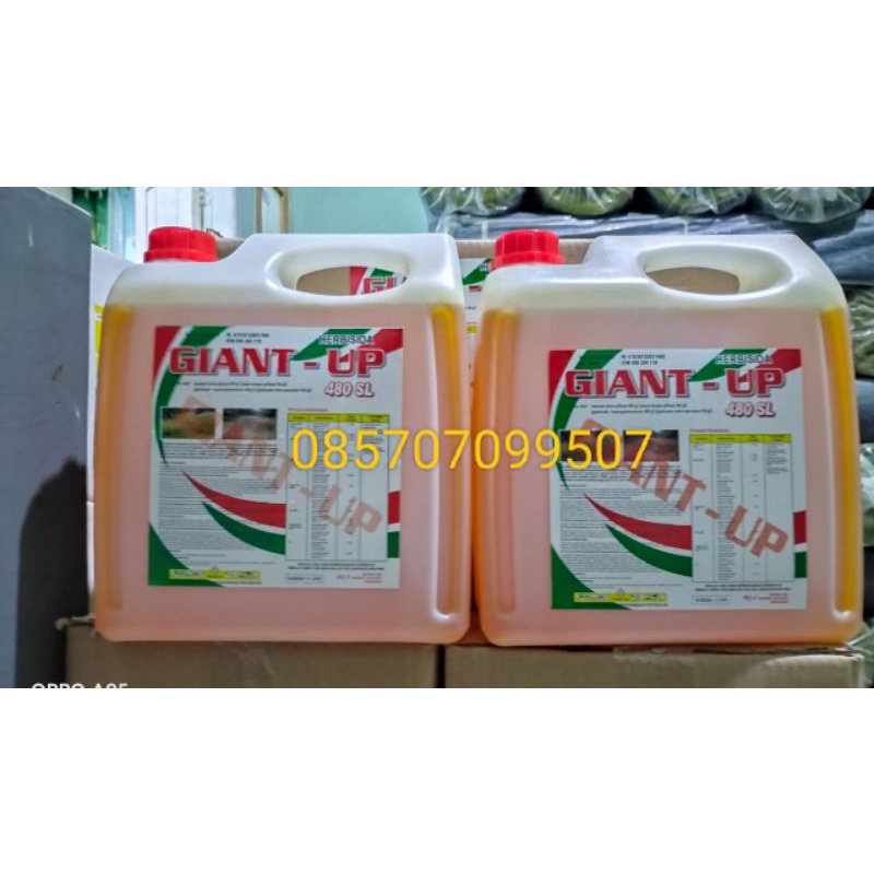 Jual Giant up 480 SL 5 Liter Herbisida Sistemik Glifosat 480SL | Shopee ...