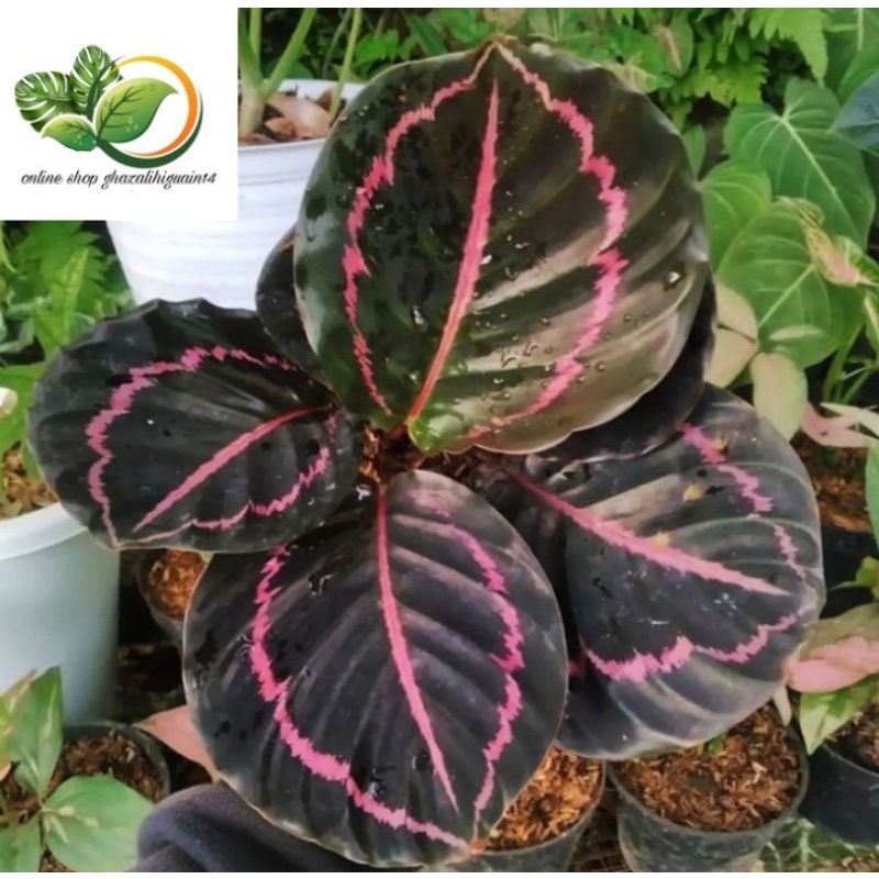 Jual Tanaman Hias Calathea Beauty Star - Crimson - Calathea Corona ...