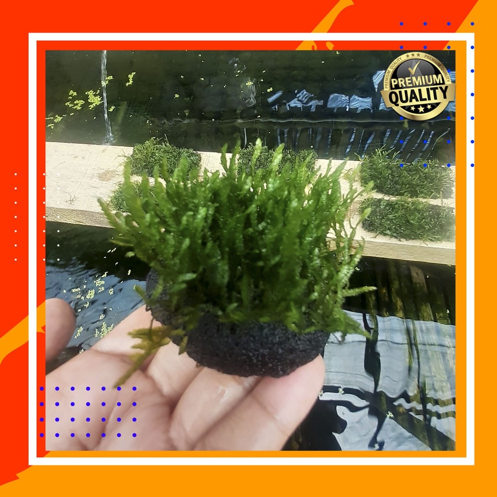 Jual Mos plame tanaman aquascape Hiasan akuarium | Shopee Indonesia