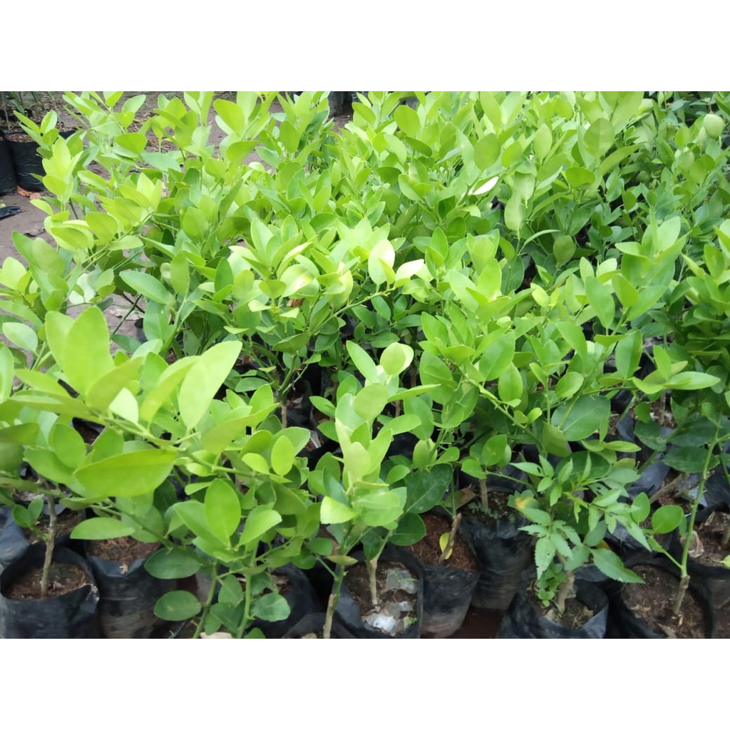 Jual Bibit Jeruk Nipis MANIS (RIMBUN) | Shopee Indonesia Jual Bibit Jeruk Nipis MANIS (RIMBUN) | Shopee Indonesia