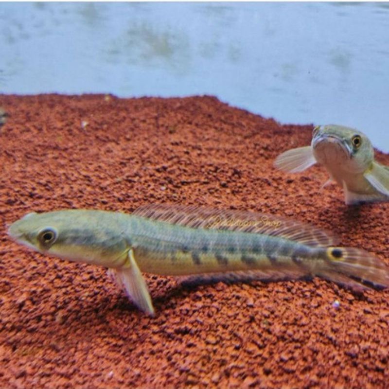 Jual baby maru Ys indukan mata merah super 3-4cm | Shopee Indonesia