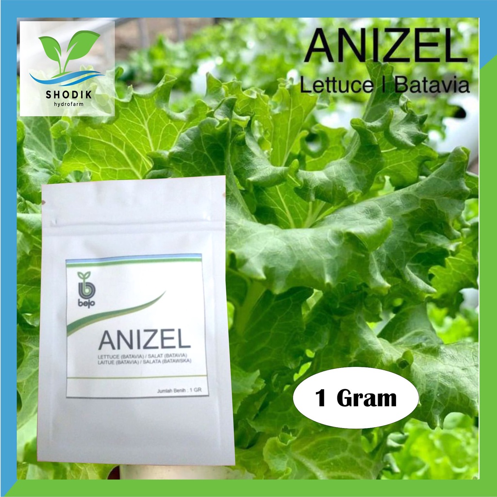 Jual Benih BEJO ANIZEL Selada Batavia Kemasan 1 Gram | Shopee Indonesia