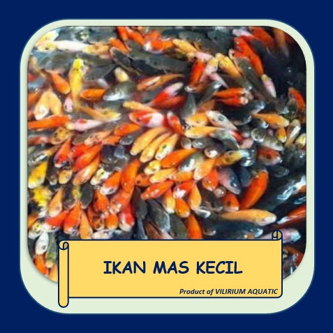 Jual PAKAN IKAN HIDUP - IKAN MAS | Shopee Indonesia