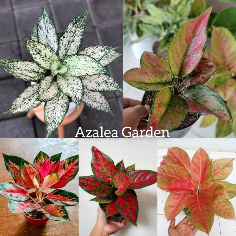 Jual bunga aglonema 5 jenis daun rimbun | Shopee Indonesia