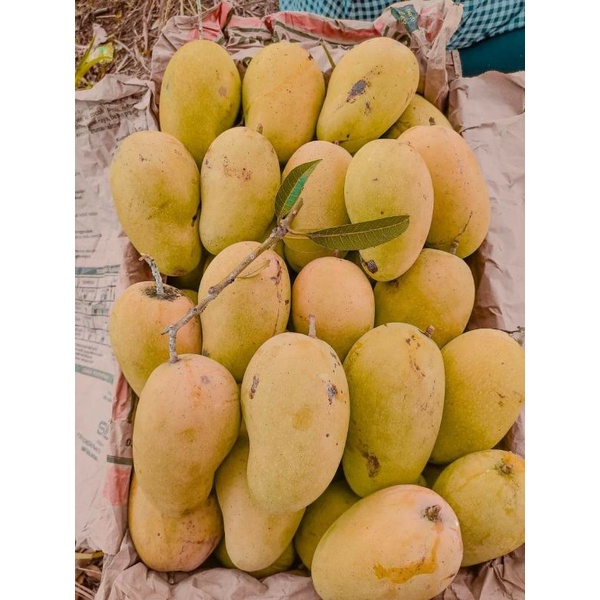 Jual Mangga Harum Manis / Manalagi / Santok | Shopee Indonesia