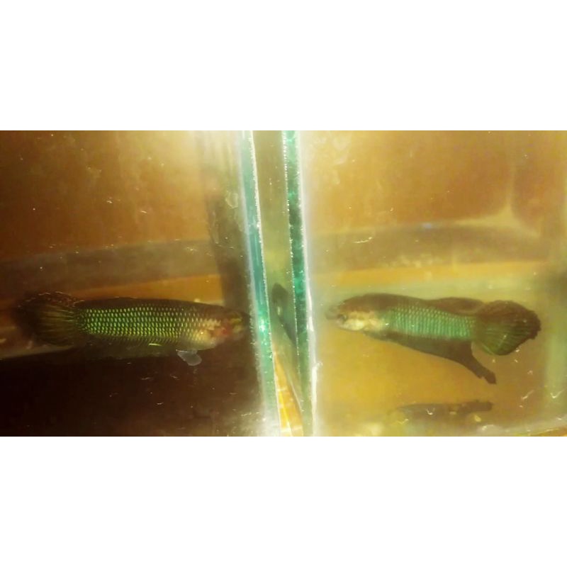 Jual wild Betta simorum 8cm | Shopee Indonesia