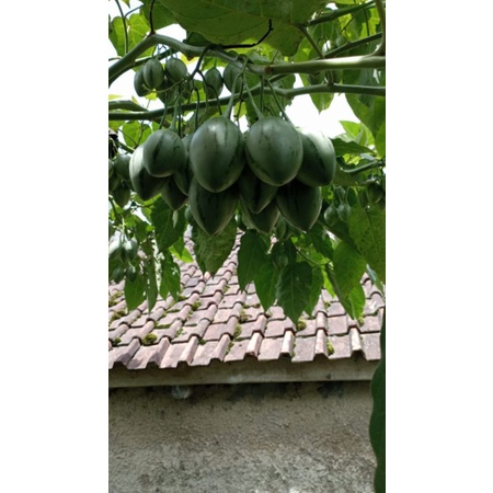 Jual terong Belanda muda / tamarillo fresh organik 1 kg | Shopee Indonesia