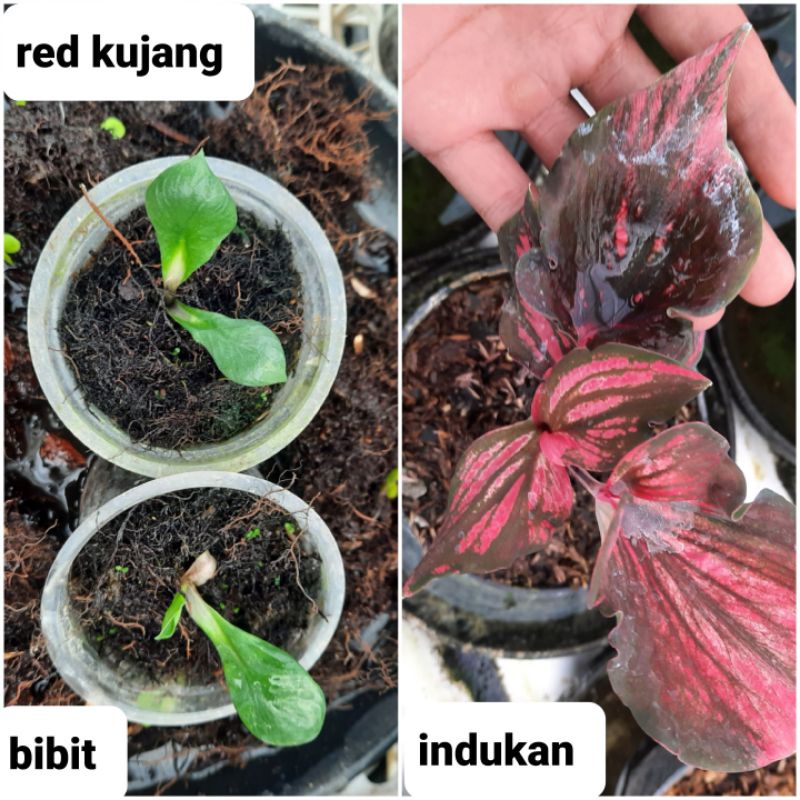 Jual Keladi Dwi Warna / Keladi Merah Putih / Keladi Hias / Bunga Keladi ...