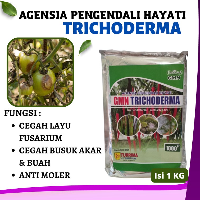 Jual Pupuk Hayati Atasi Layu Dan Busuk Buah, Trichoderma Harzianum ... Jual Pupuk Hayati Atasi Layu Dan Busuk Buah, Trichoderma Harzianum ...