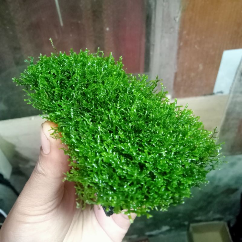 Jual Moss Ricardia Lempeng Tanaman Aquascape Hiasan Aquarium Dekorasi ...