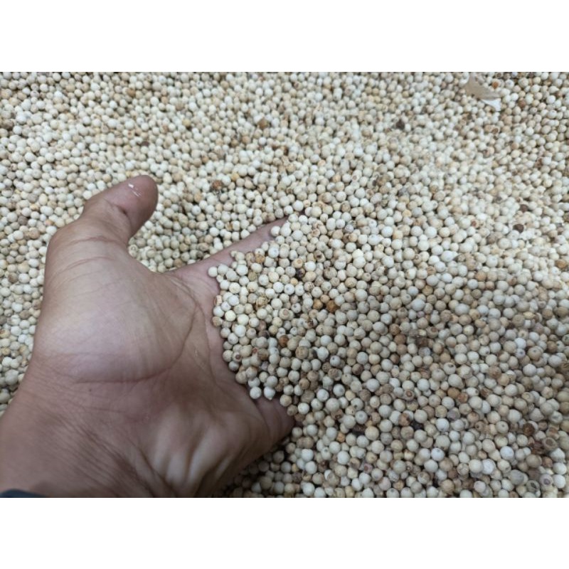 Jual LADA BULAT/MERICA PUTIH BULAT | Shopee Indonesia