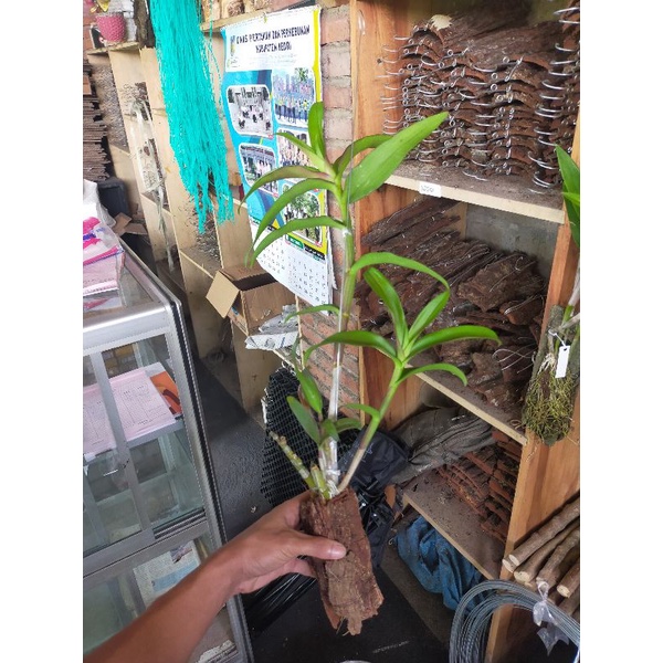 Jual Anggrek dendrobium superbiens tinggal gantung saja | Shopee Indonesia