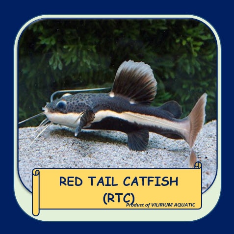 Jual IKAN HIAS AIR TAWAR - RED TAIL CATFISH / RTC (±4cm) | Shopee Indonesia