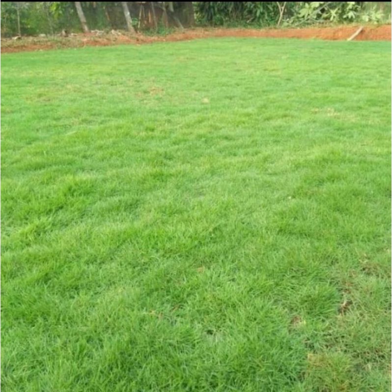 Jual Rumput Swiss, rumput Swiss hidup, rumput Swiss asli, lempengan ...