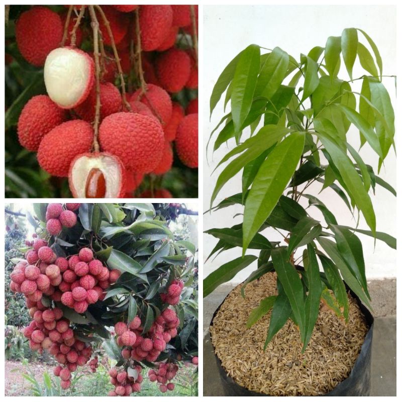 Jual Bibit Leci Madu Merah Dataran Rendah Hasil Cangkok | Shopee Indonesia