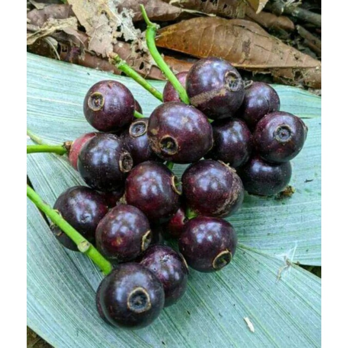 Jual Kaliasem/ Buah kupa 1 kg | Shopee Indonesia