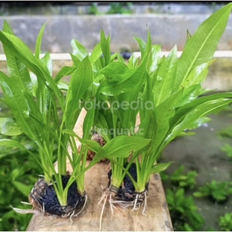 Jual tanaman wabikusa amazon sword | aquascape plant | Shopee Indonesia