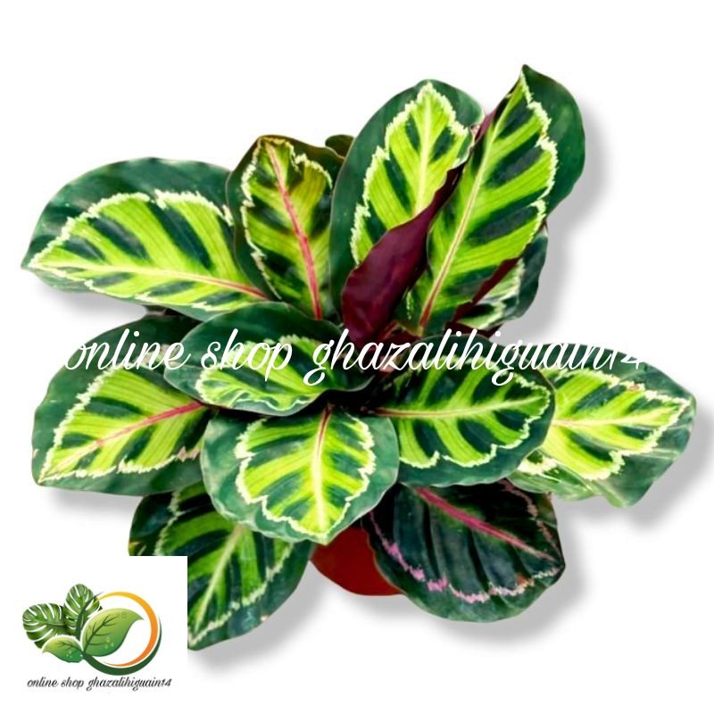 Jual Tanaman Hias Calathea Beauty Star - Crimson - Calathea Corona ...