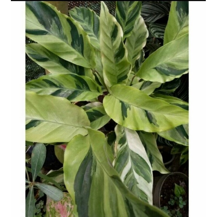 Jual Calathea Yellow Fusion Variegata | Shopee Indonesia