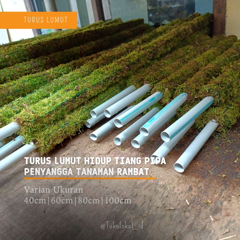 Jual Turus lumut hidup tiang pipa 100, 80, 60, 40 cm penyangga tanaman ...