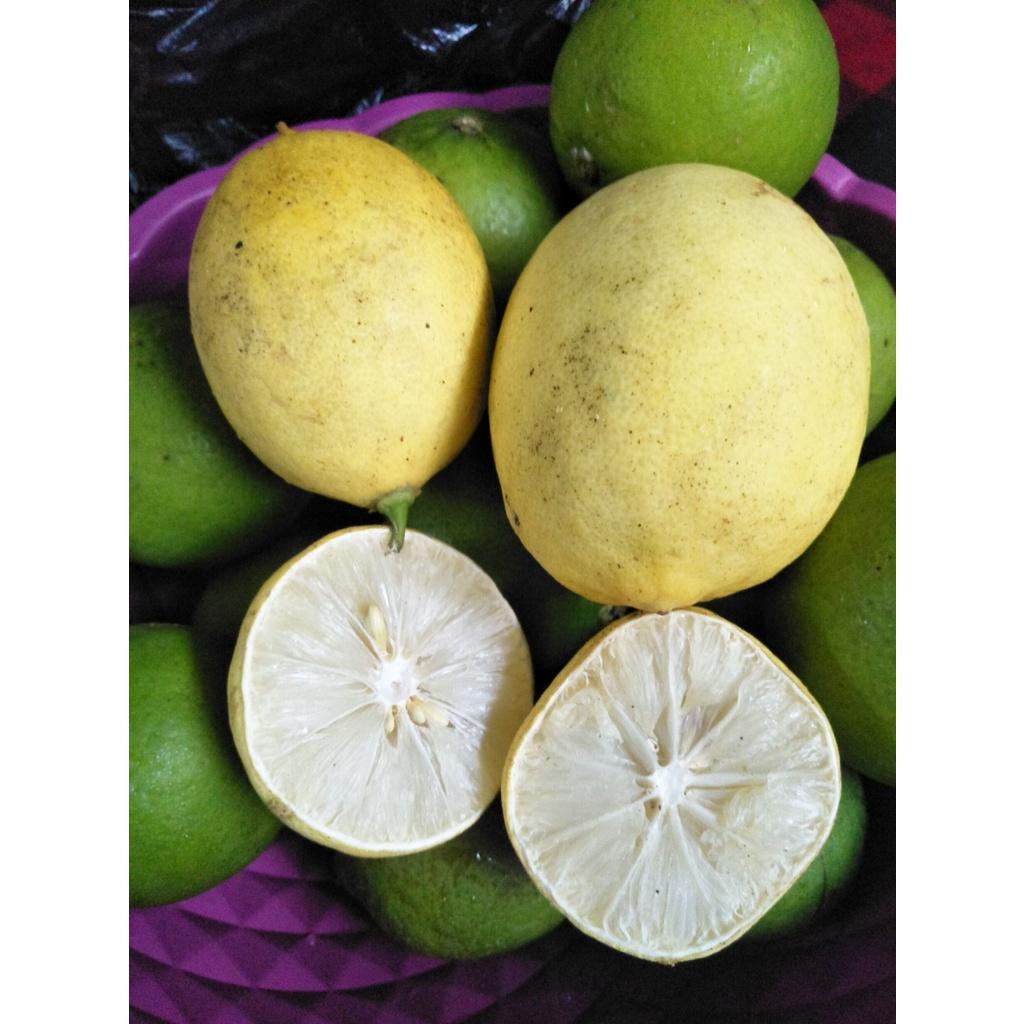 Jual Buah Jeruk Lemon California per kg / 1kg | Shopee Indonesia
