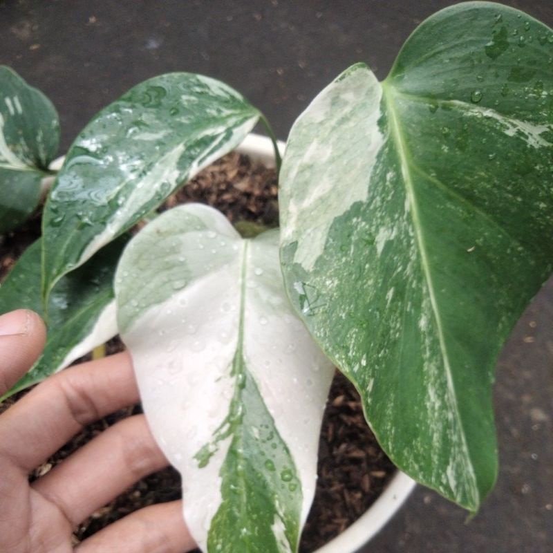 Jual monstera parigata trah Wt holan | Shopee Indonesia