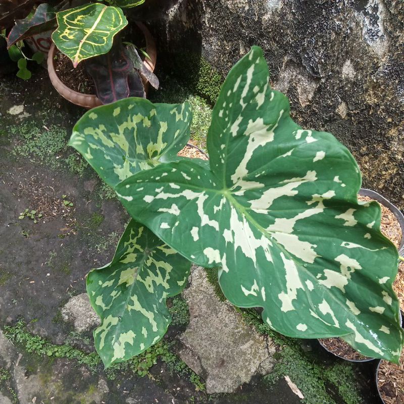 Jual caladium army | Shopee Indonesia