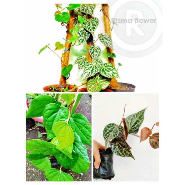 Jual Paket tanaman pohon sirih hijau & sirih merah / paket hemat promo ... Jual Paket tanaman pohon sirih hijau & sirih merah / paket hemat promo ...