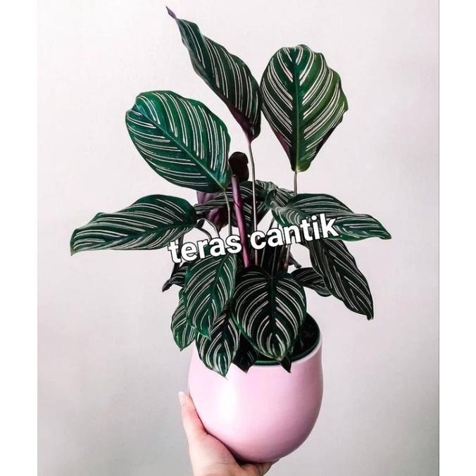 Jual Calathea Ornata / Calathea Pink Stripe | Shopee Indonesia
