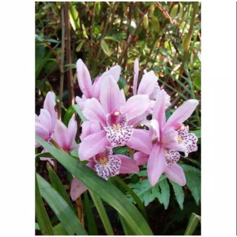 Jual Anggrek Cymbidium Pink Batik - Bunga Anggrek Cymbidium- Bunga ...