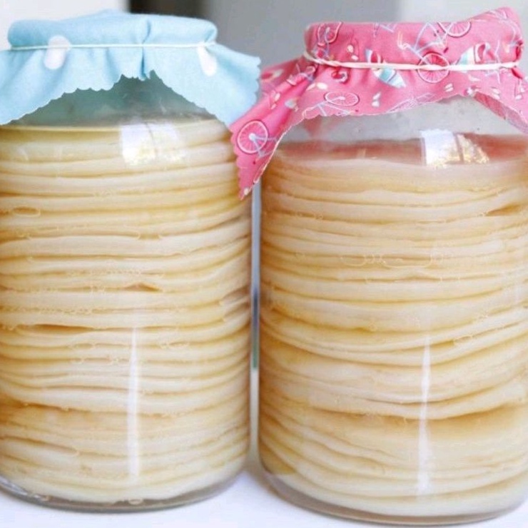 Jual BIBIT JAMUR KOMBUCHA /JAMUR SCOBY/JAMUR DIPO /ORIGINAL/TANPA CUKA ...