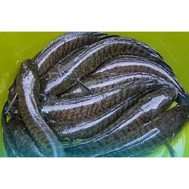 Jual Ikan Gabus Segar 1000gr (sudah dibersihkan) | Shopee Indonesia