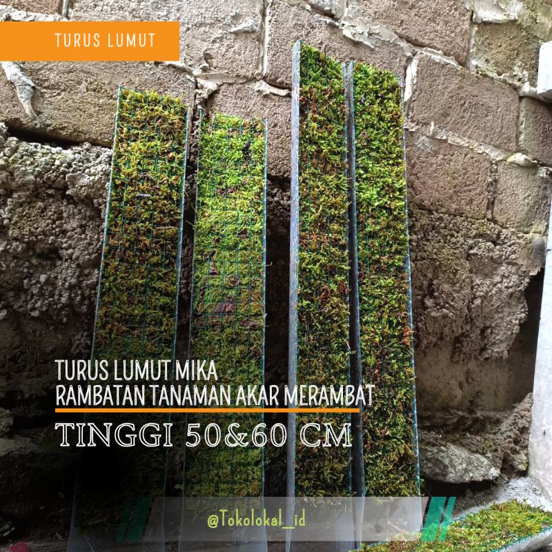 Jual Turus lumut | Turus tanaman penyangga tanaman rambat tinggi 50cm ...